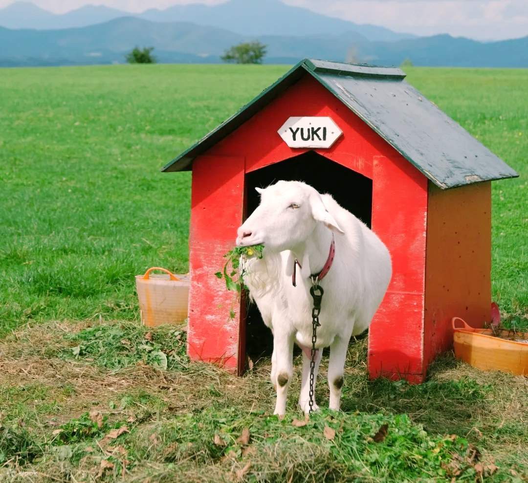 Lake Toya & Bear Ranch & Noboribetsu Hell Valley Day Trip - Klook Malaysia